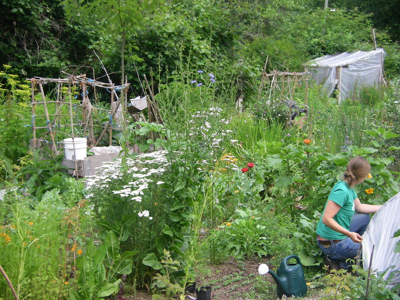 Cortes Island’s New Alternate Director | Cortes Currents