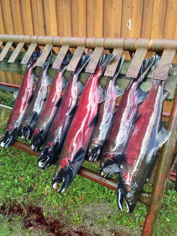 Rebuilding Salmon Stocks On Cortes Island - Cortes Currents