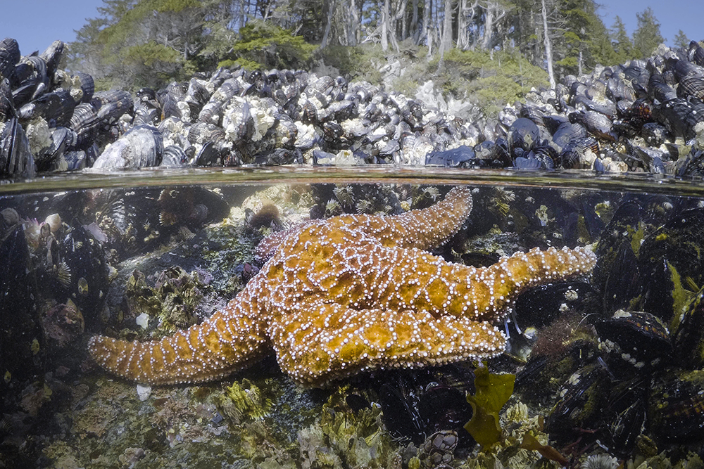 Sea Stars - Wolves Of The Ocean Floor - Cortes Currents