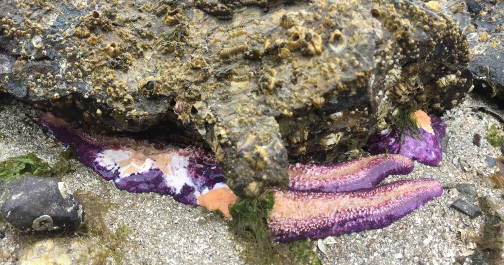 The Discovery Islands Sea Star Monitoring Program - Cortes Currents