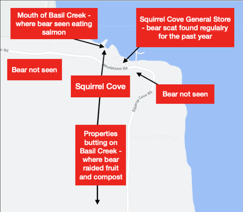 The Squirrel Cove Bear - Cortes Currents