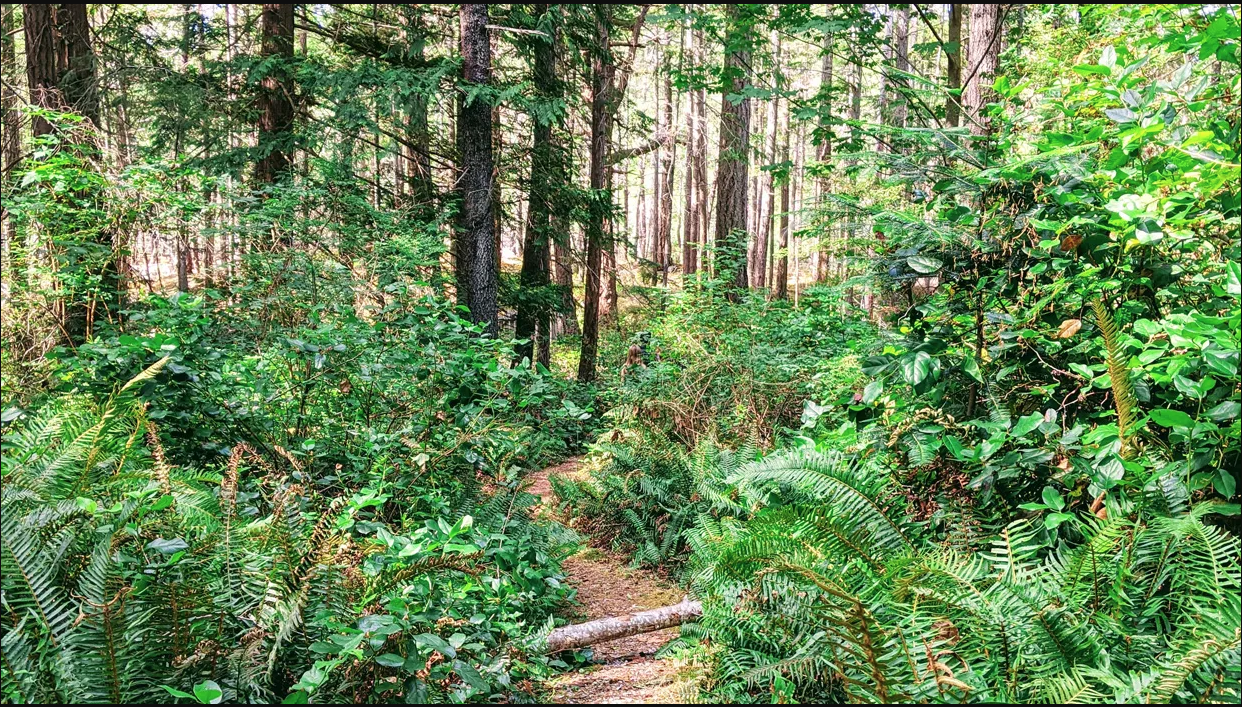 Cortes Island’s Newest Conservation Covenant - Cortes Currents