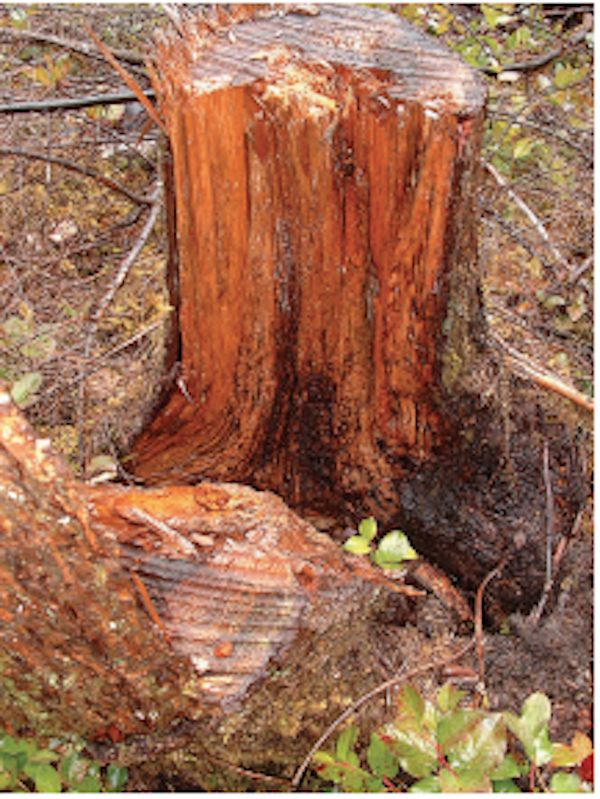 Recognizing Root Rot | Cortes Currents