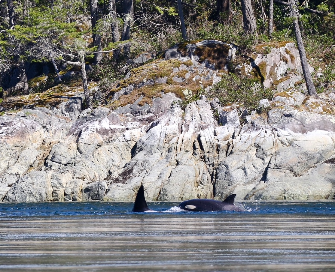 Our Neighbours, Pacific White Sided Dolphins - To Cull Or Cultivate ...