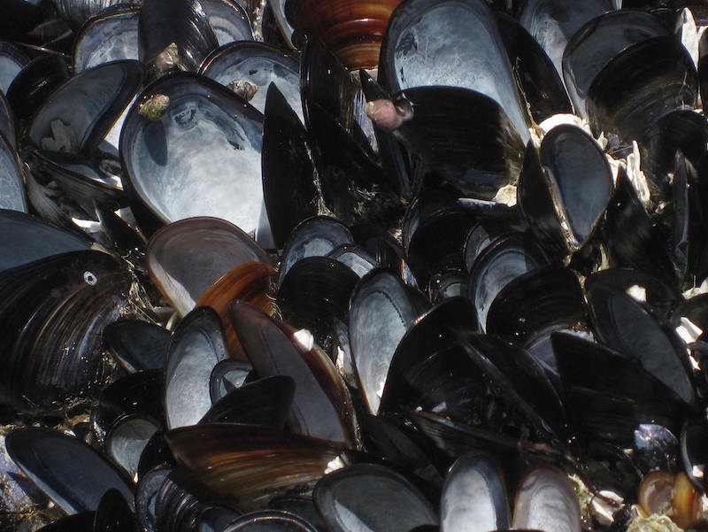 One year after the marine die-off | Cortes Currents