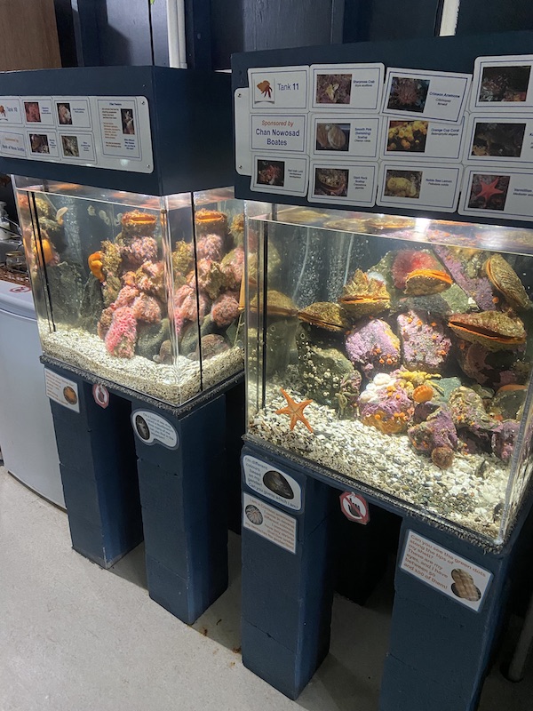 Campbell River’s ‘catch And Release’ Aquarium - Cortes Currents