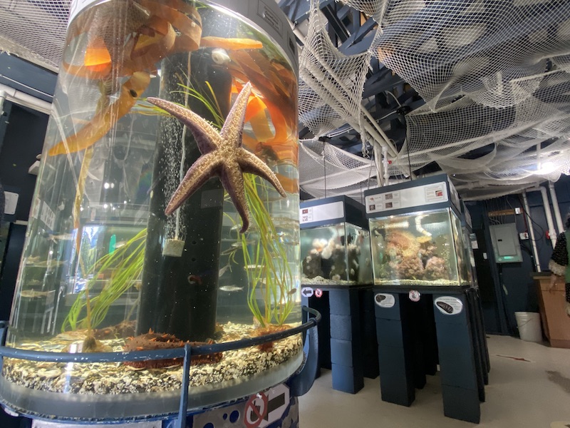 Campbell River’s ‘catch And Release’ Aquarium - Cortes Currents