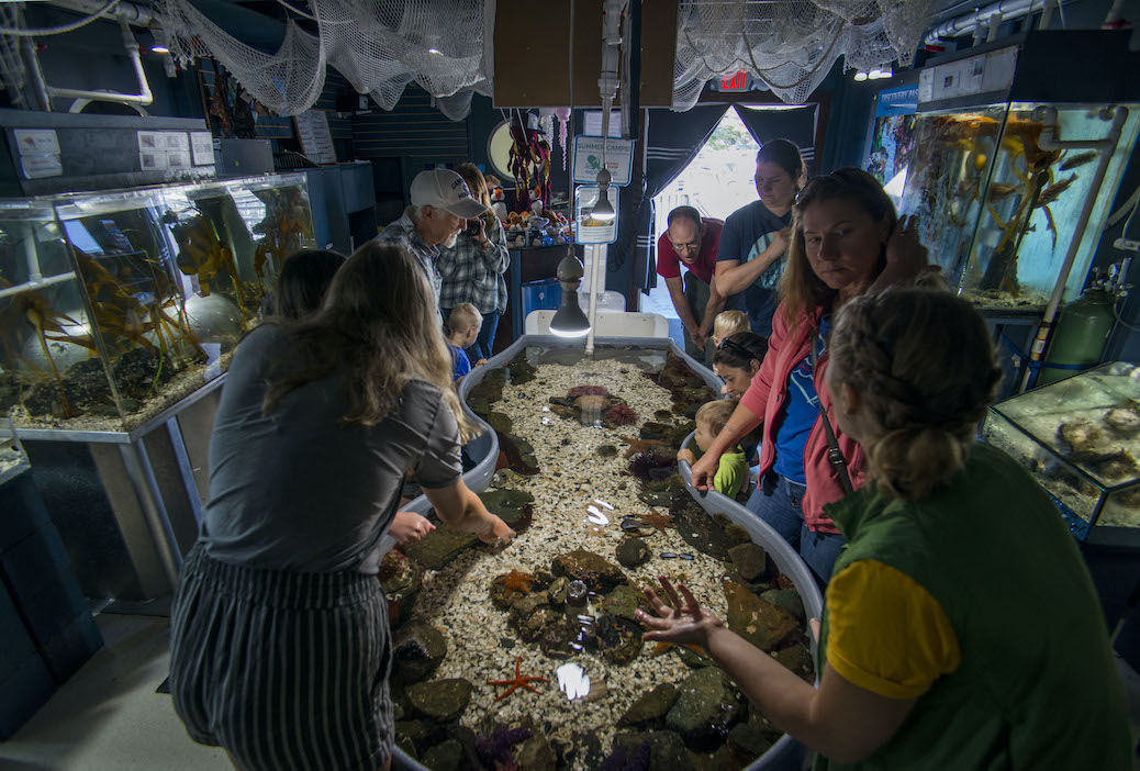 Campbell River’s ‘catch And Release’ Aquarium - Cortes Currents