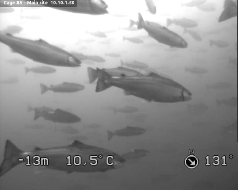 What role will semi closed containment system fish farms have after ...