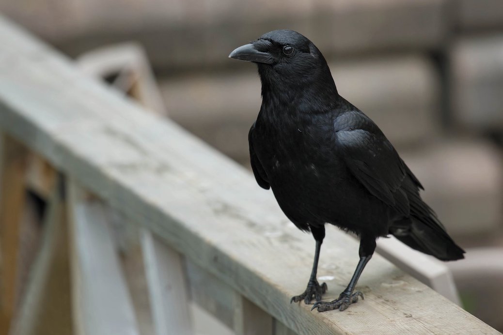 Cawing Crows - Cortes Currents