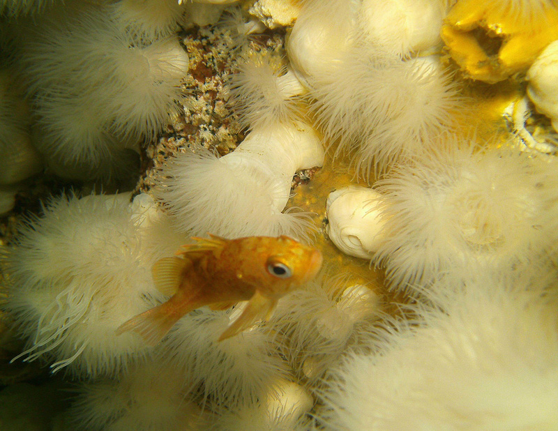 FOCI’s Marine Stewardship Initiative - Cortes Currents