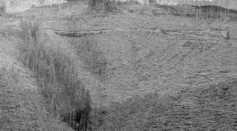 Bruce Ellingsen: 2022 recipient of the Jo Ann Green Award | Cortes Currents