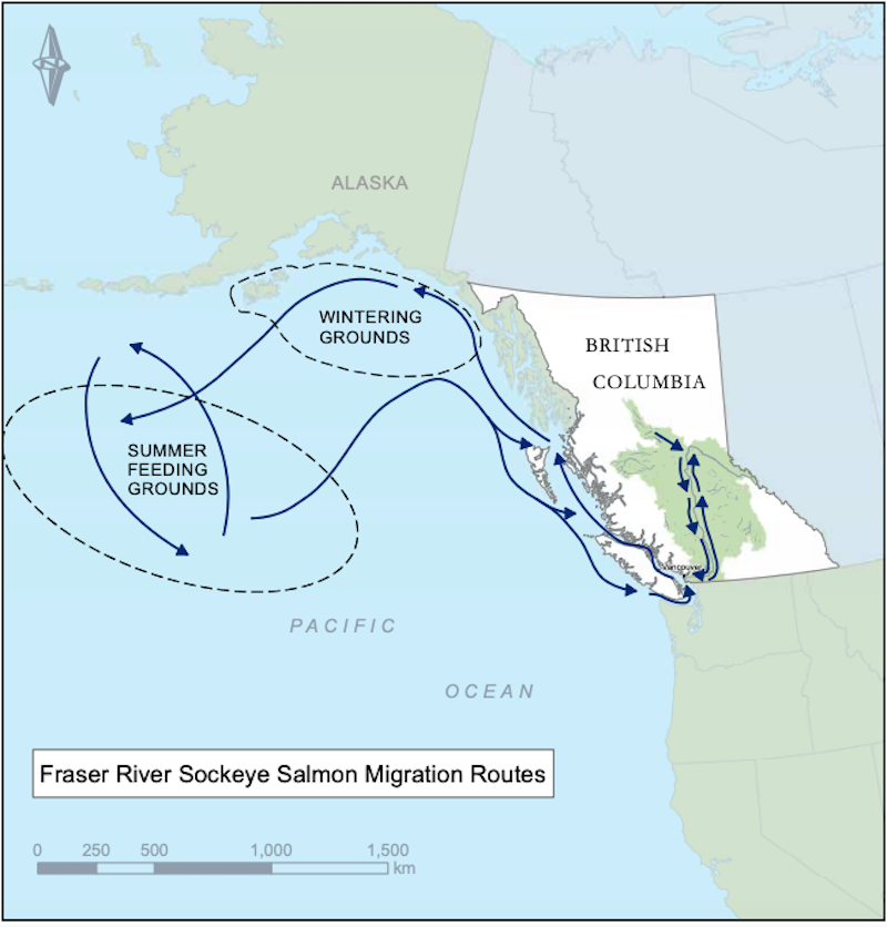 DFO Decision: Discovery Island Fish Farms Remain Closed - Cortes Currents
