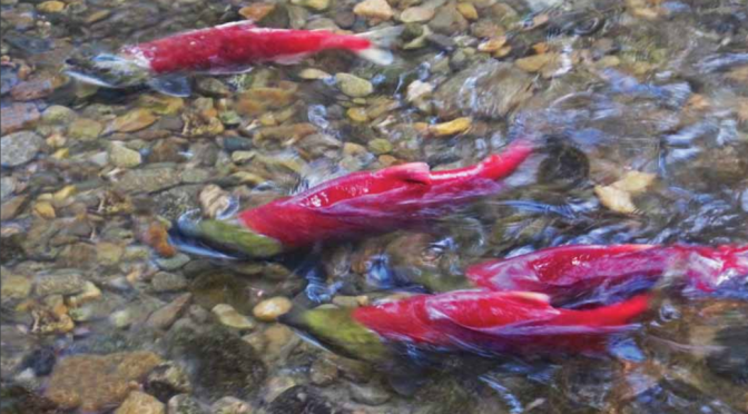 DFO Decision: Discovery Island Fish Farms Remain Closed - Cortes Currents