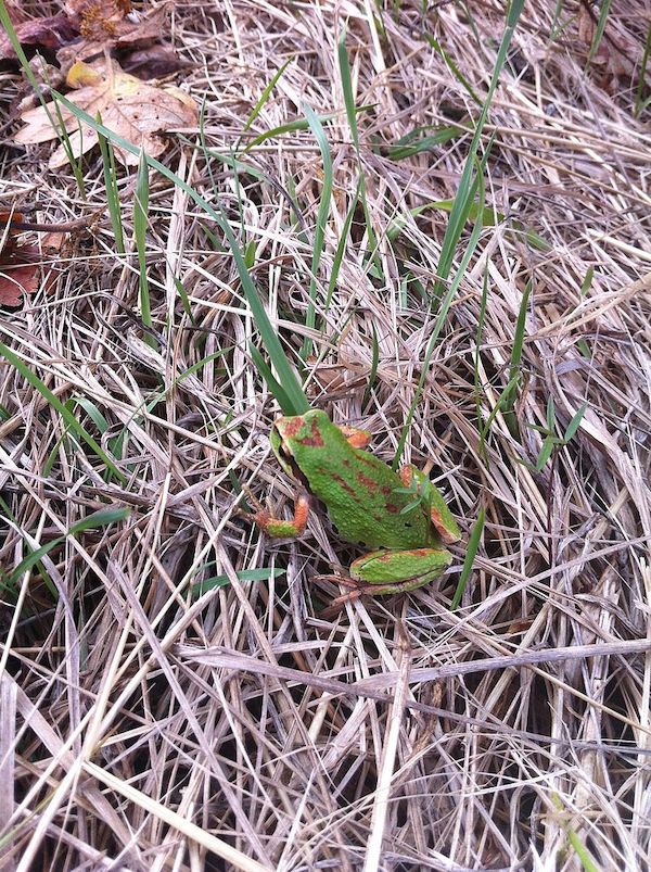 George Sirk: Frog Stories | Cortes Currents