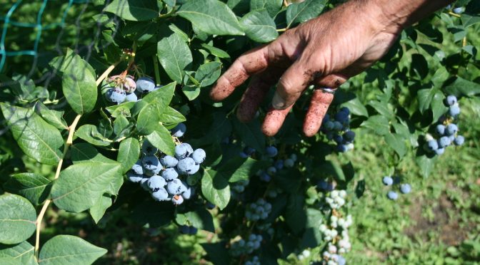 This Year’s Blueberry Harvest On Cortes Island - Cortes Currents