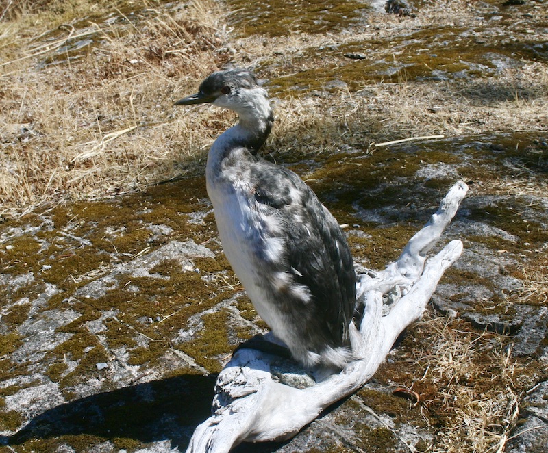 Return Of A Bird Species Not Seen On Cortes For 50 Years? Or A Horned ...