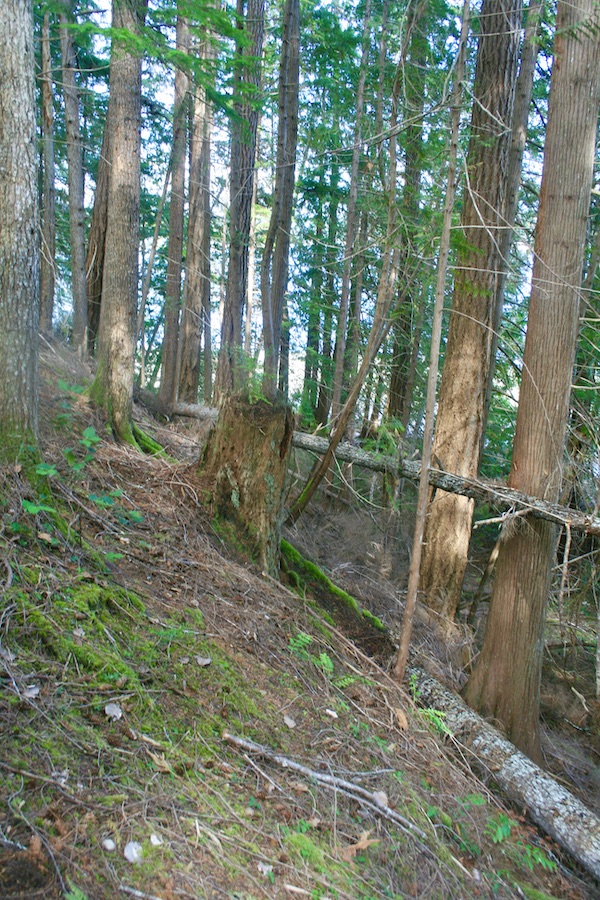 QXMC: The Squirrel Cove Project - Cortes Currents