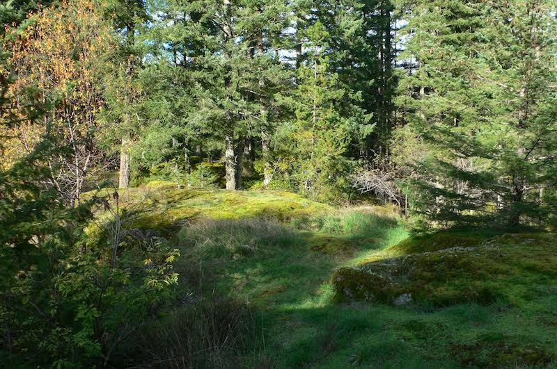 Robert Bringhurst on local history, science, poetry, the ridge where he ...