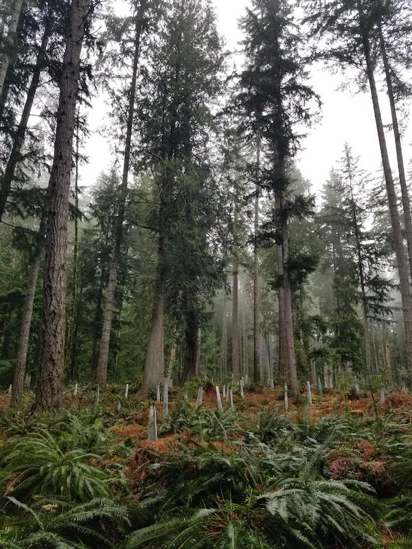 Cortes Community Forest Five-Year Plan Update: Tour Of The Larsen’s ...