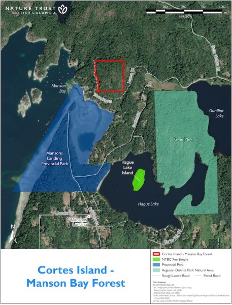 Proposed Conservation Area In The Manson Bay Forest | Cortes Currents