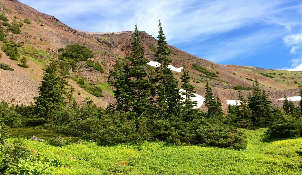 BC's Chief Forester Tells The SRD The State Of BC's Forests, Or Not ...