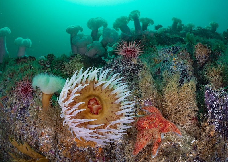 Great Bear Sea Waters Move Closer To Federal Protection